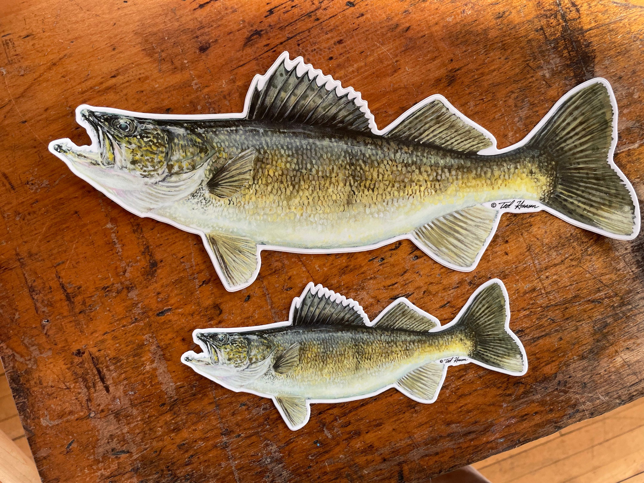 Walleye Fish Decal: UV Resistant Vinyl - Etsy
