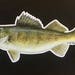 Walleye Decal - Etsy