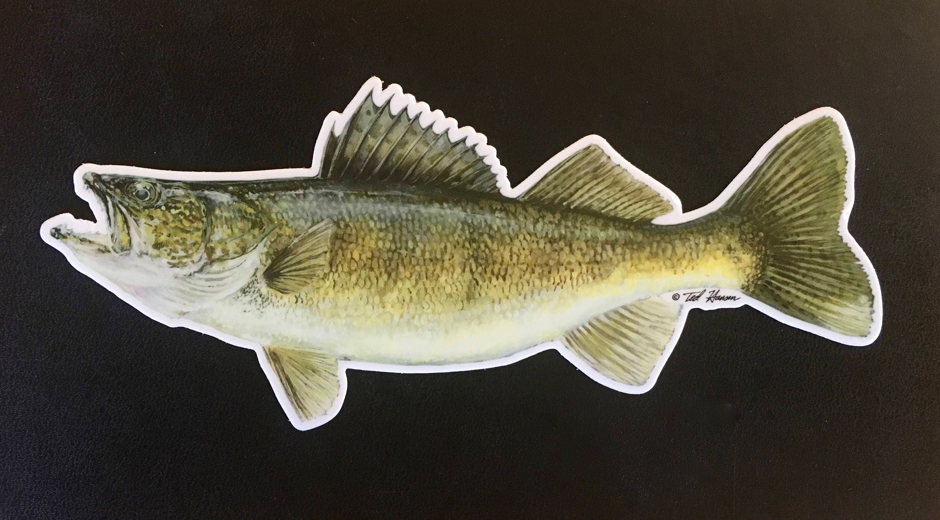 Walleye Decal - Etsy