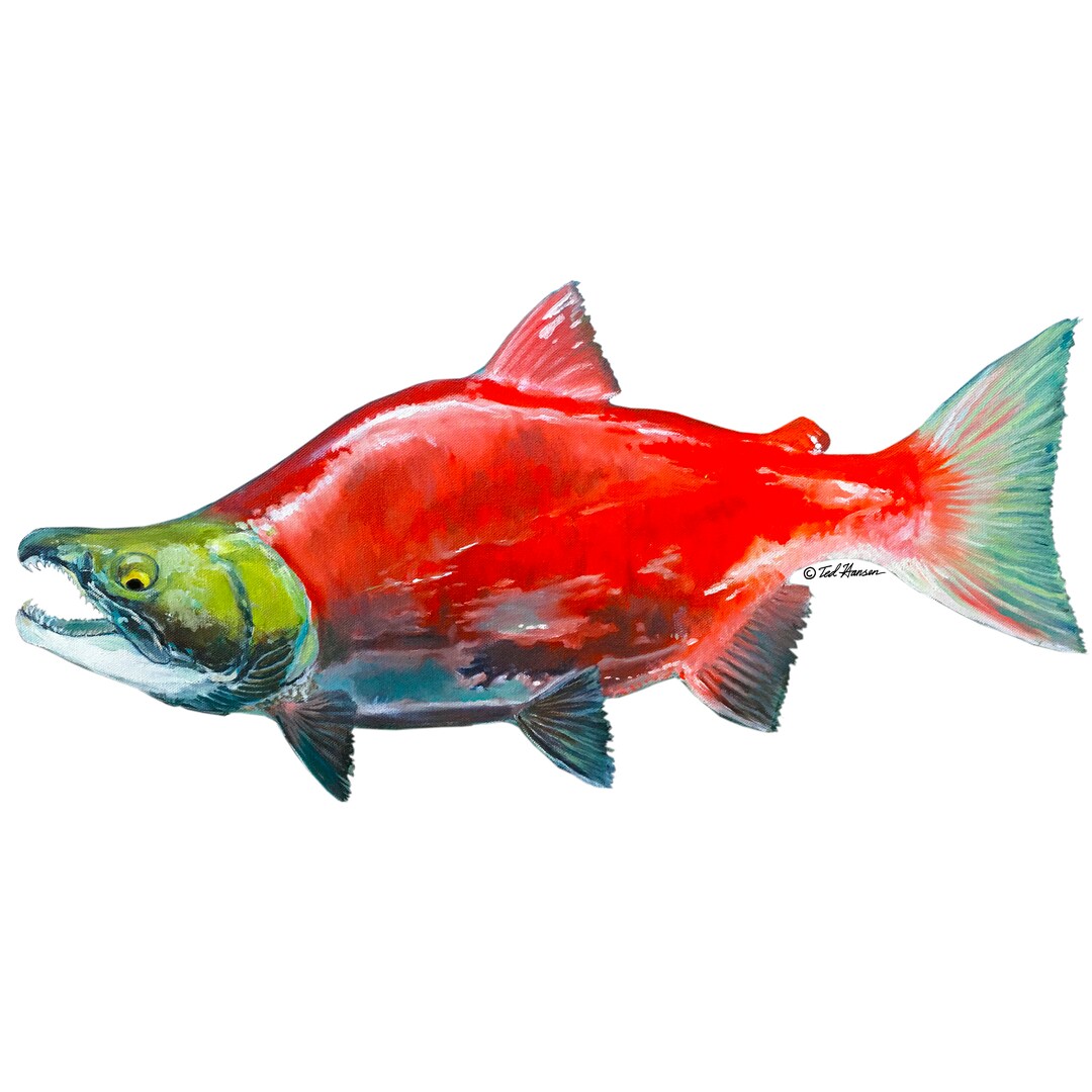 Red Salmon Vinyl Decal, 7" - Etsy