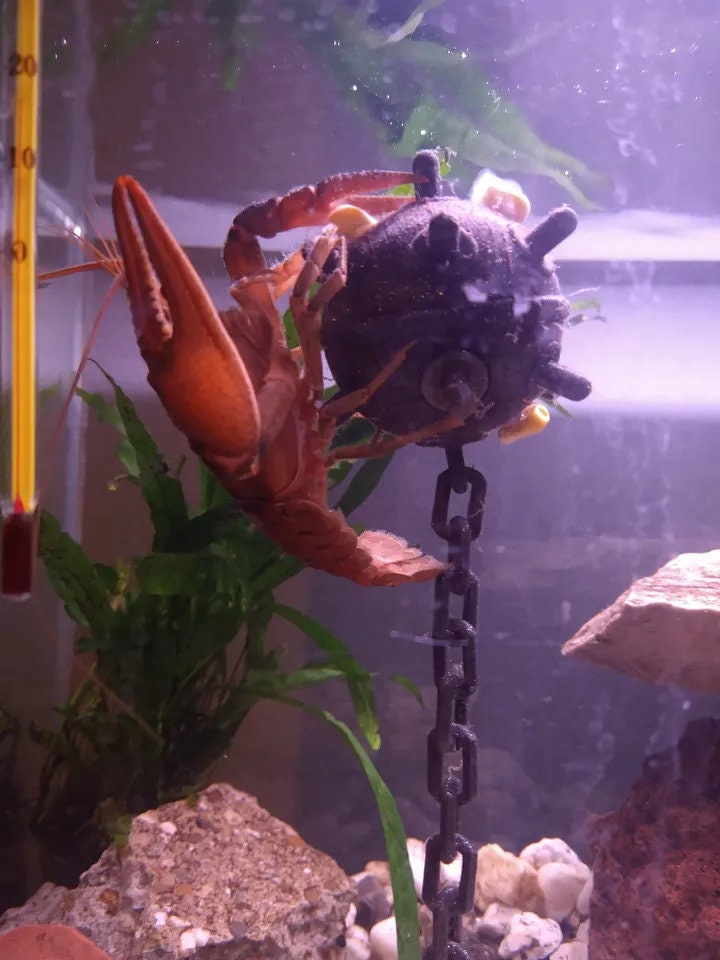 Floating Sea Mine / Aquarium Decoration / Fish Tank Decor / Betta ...