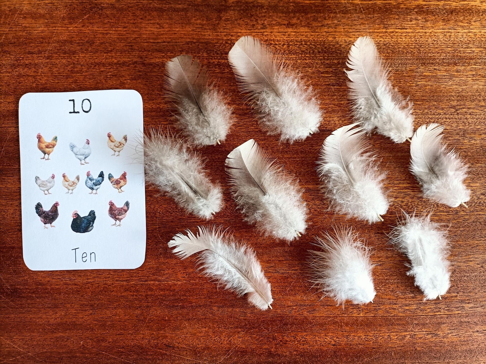 FARM Animals Number Flashcards 1-10 | Toddler Counting Cards ...