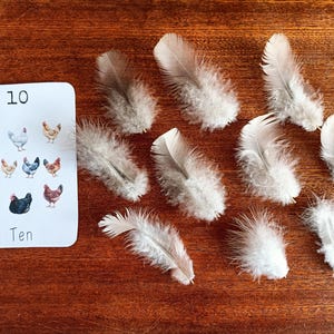 FARM Animals Number Flashcards 1-10 | Toddler Counting Cards ...