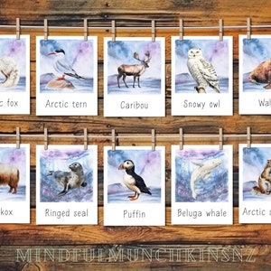 Arctic Animals 3-part Nomenclature Cards | Polaroid-style and ...