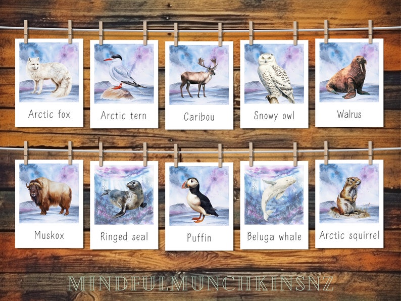 Arctic Animals 3-part Nomenclature Cards | Polaroid-style and ...