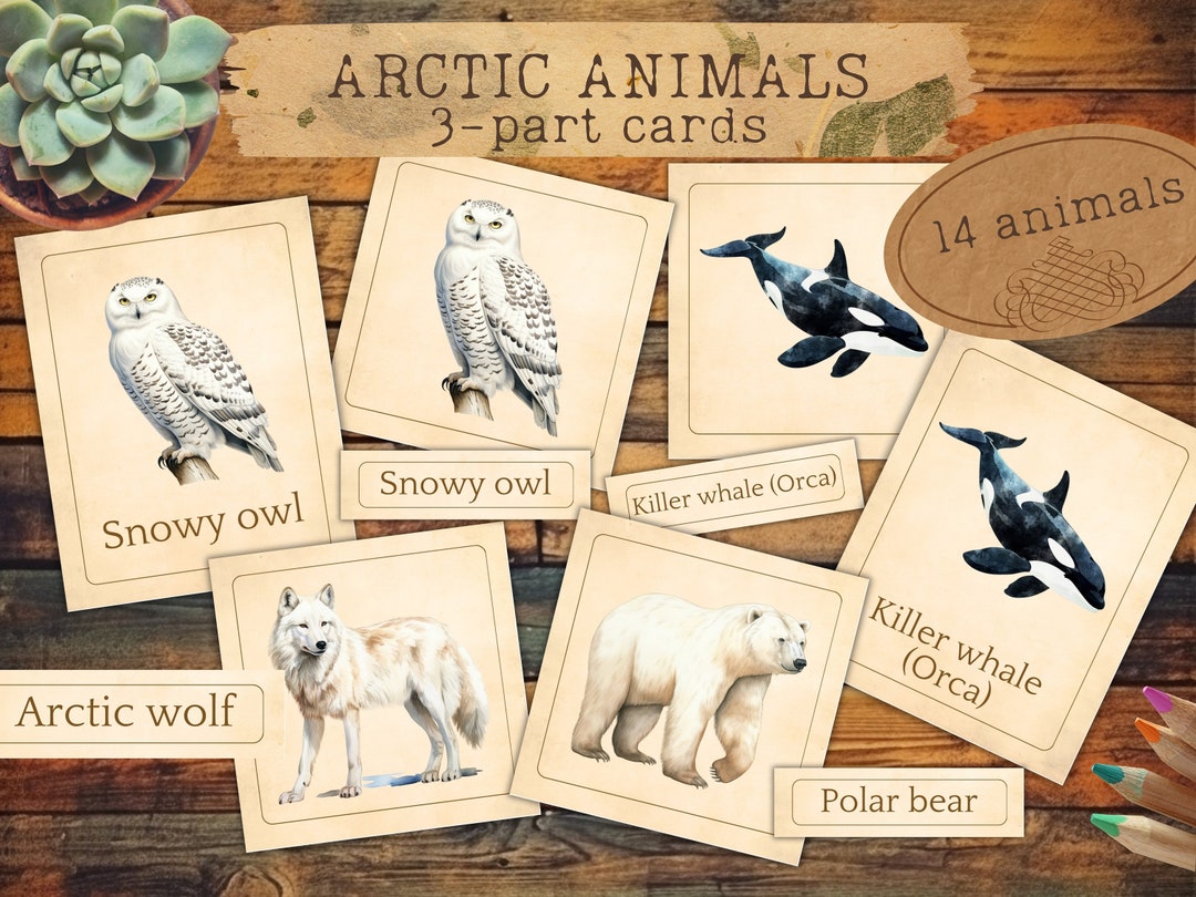 Arctic Animals 3-part Nomenclature Cards Forest Animals Cards Vintage ...