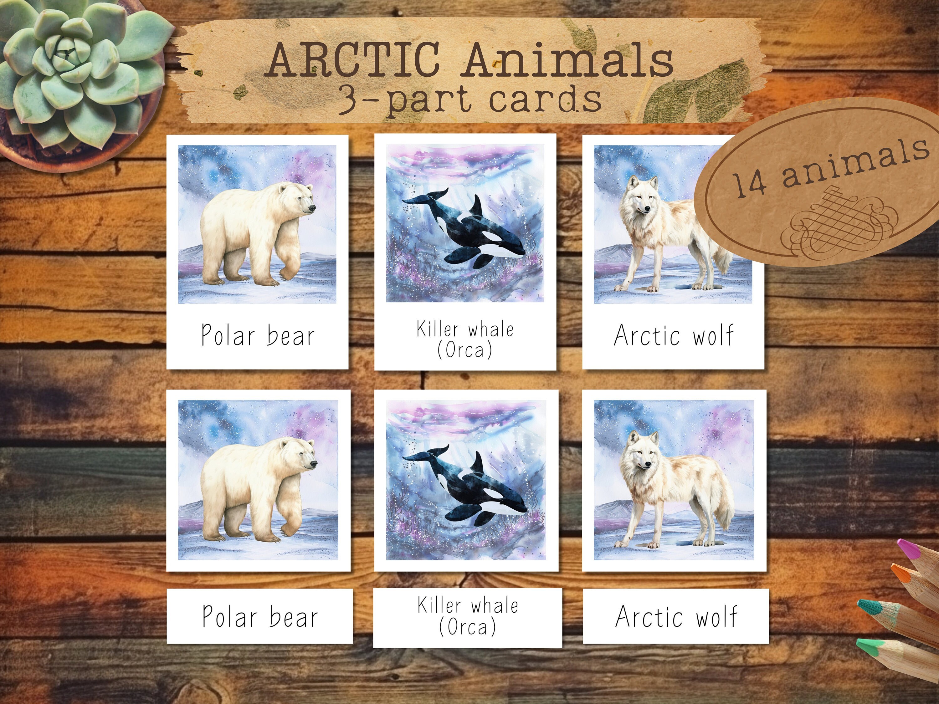 Arctic Animals 3-part Nomenclature Cards | Polaroid-style and ...