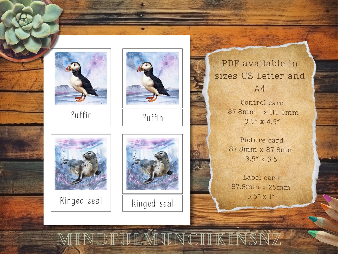 Arctic Animals 3-part Nomenclature Cards | Polaroid-style and ...
