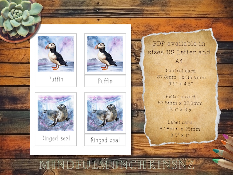 Arctic Animals 3-part Nomenclature Cards | Polaroid-style and ...