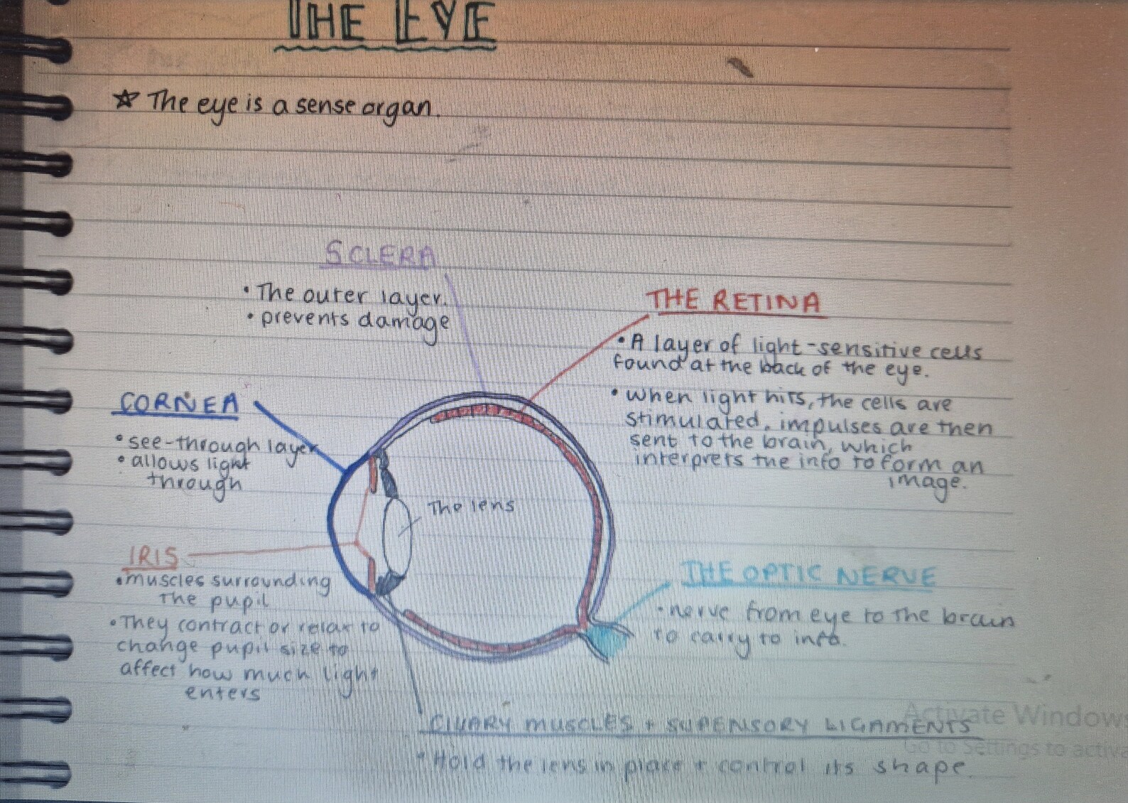 Gcse Biology Aqa Notes - Etsy
