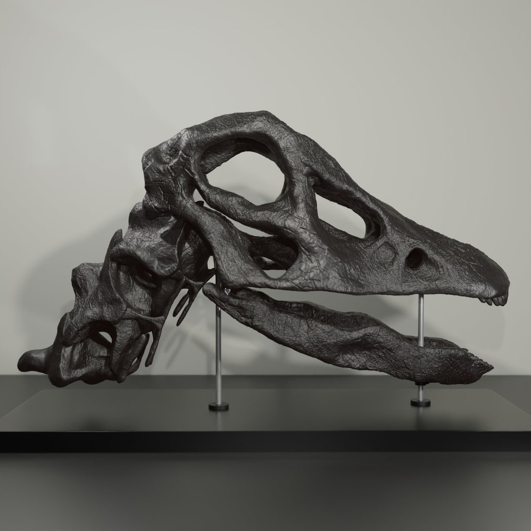 Diplodocus Skull Handmade Dinosaur Sculpture 30CM 50CM With Great ...