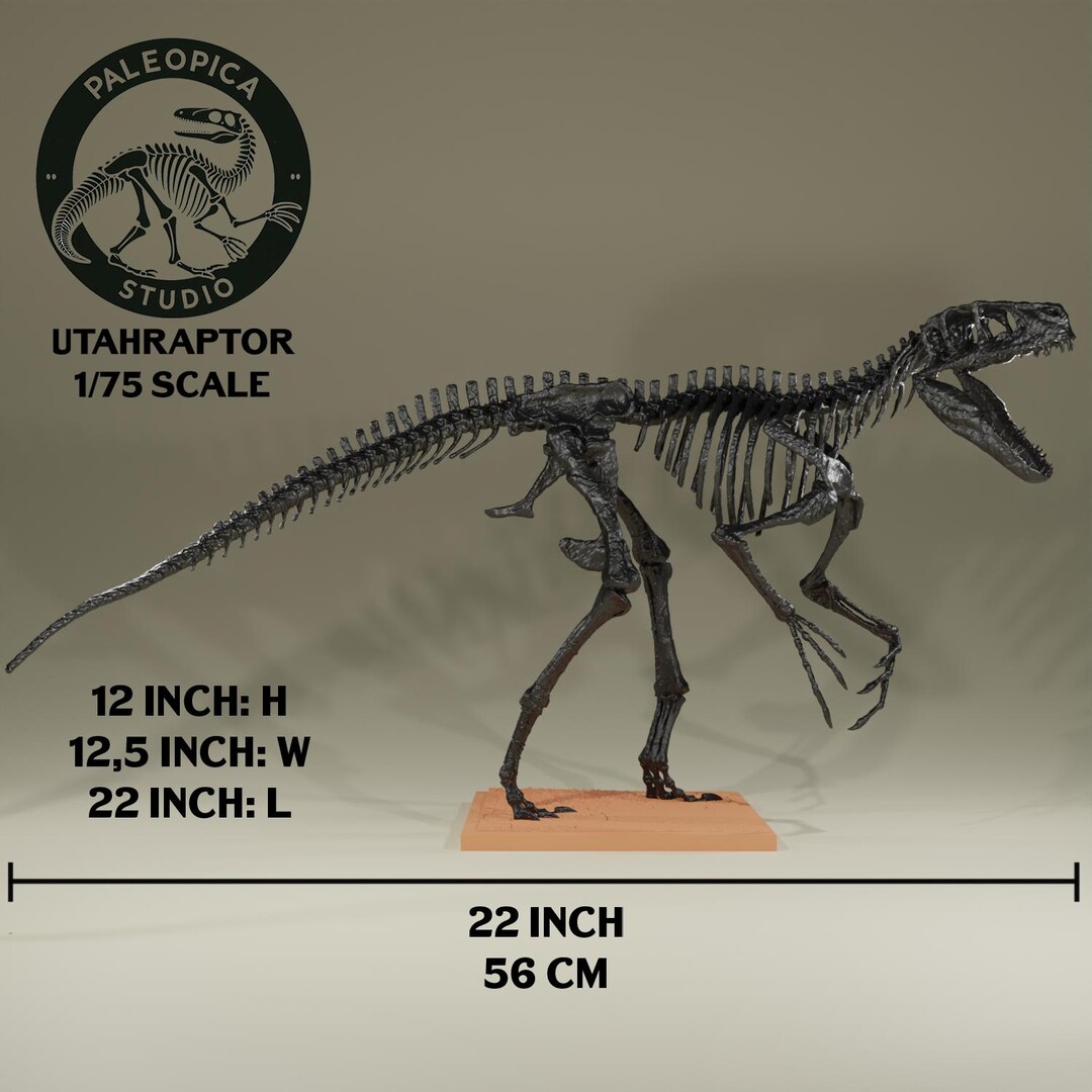 Esqueleto De Utahraptor Escultura Utahraptor . Fossil Reproduction - Etsy