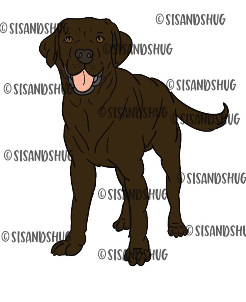 Chocolate Lab PNG Hand Drawn Sublimation Design - Etsy