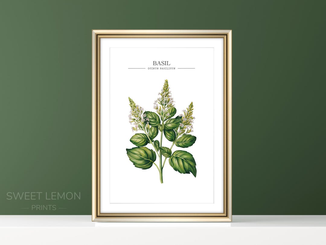 Herbal Plant, Basil Print, Basil Wall Art, Aromatic Plant, Medicinal ...