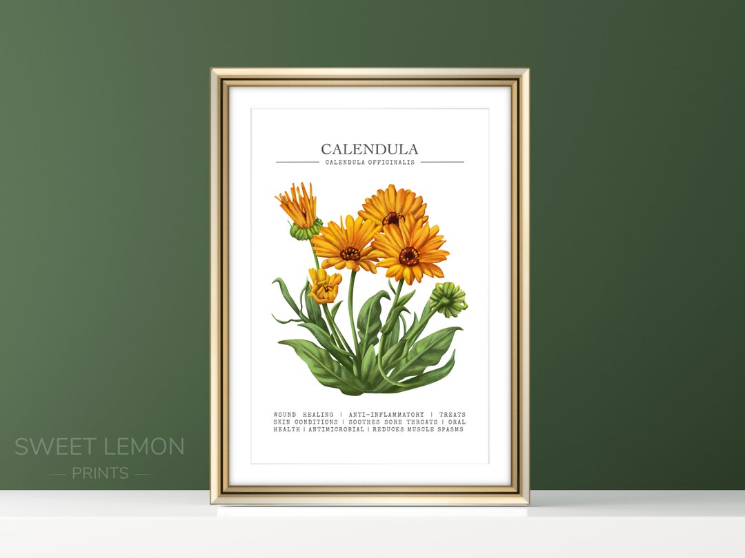 Botanical Plant, Calendula Print, Calendula Wall Art, Healing Herbs ...