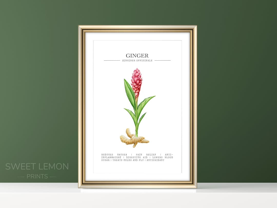 Botanical Plant, Ginger Print, Ginger Wall Art, Healing Herbs ...