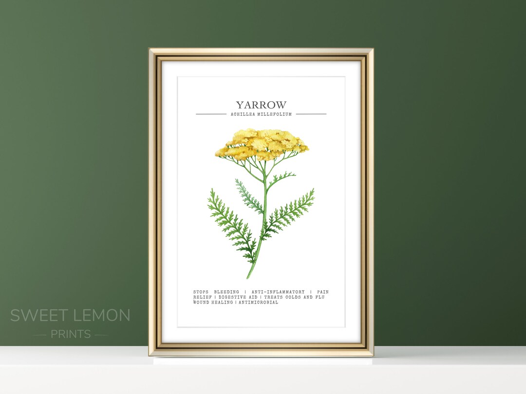 Botanical Plant, Yarrow Print, Yarrow Wall Art, Healing Herbs ...