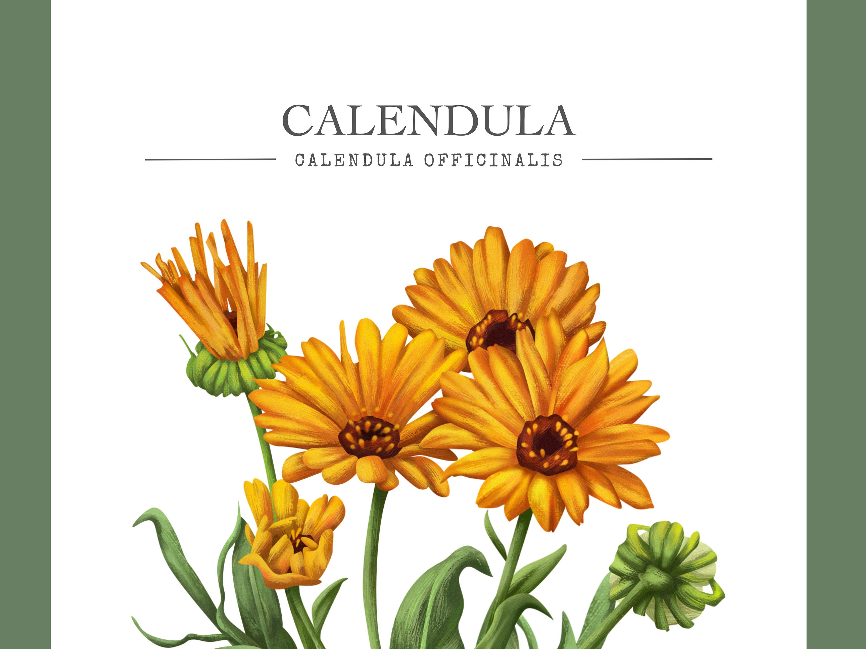 Botanical Plant, Calendula Print, Calendula Wall Art, Healing Herbs ...