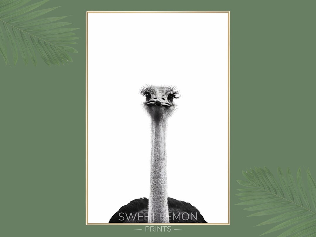 Ostrich Poster, Ostrich Print, Ostrich Monochrome Wall Art, Ostrich ...