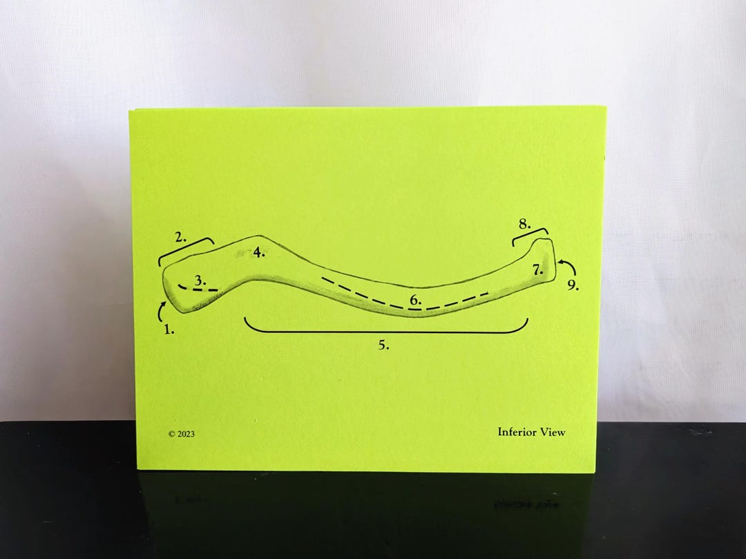 Bone Anatomy: Upper Lower Extremity Flashcards - Etsy