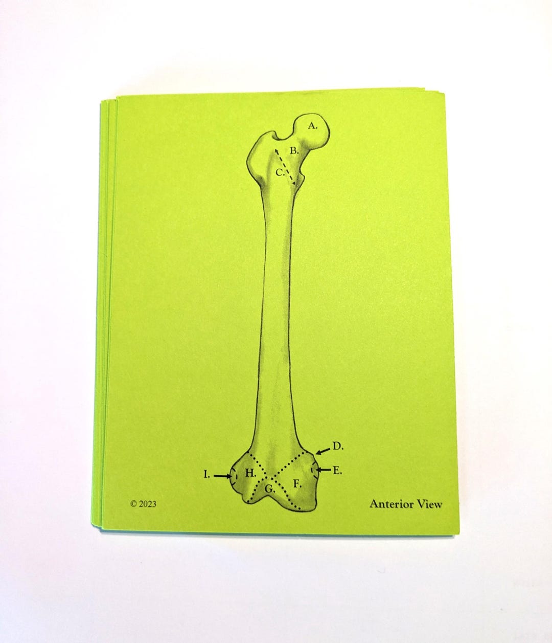 Bone Anatomy: Lower Extremities Flashcards - Etsy