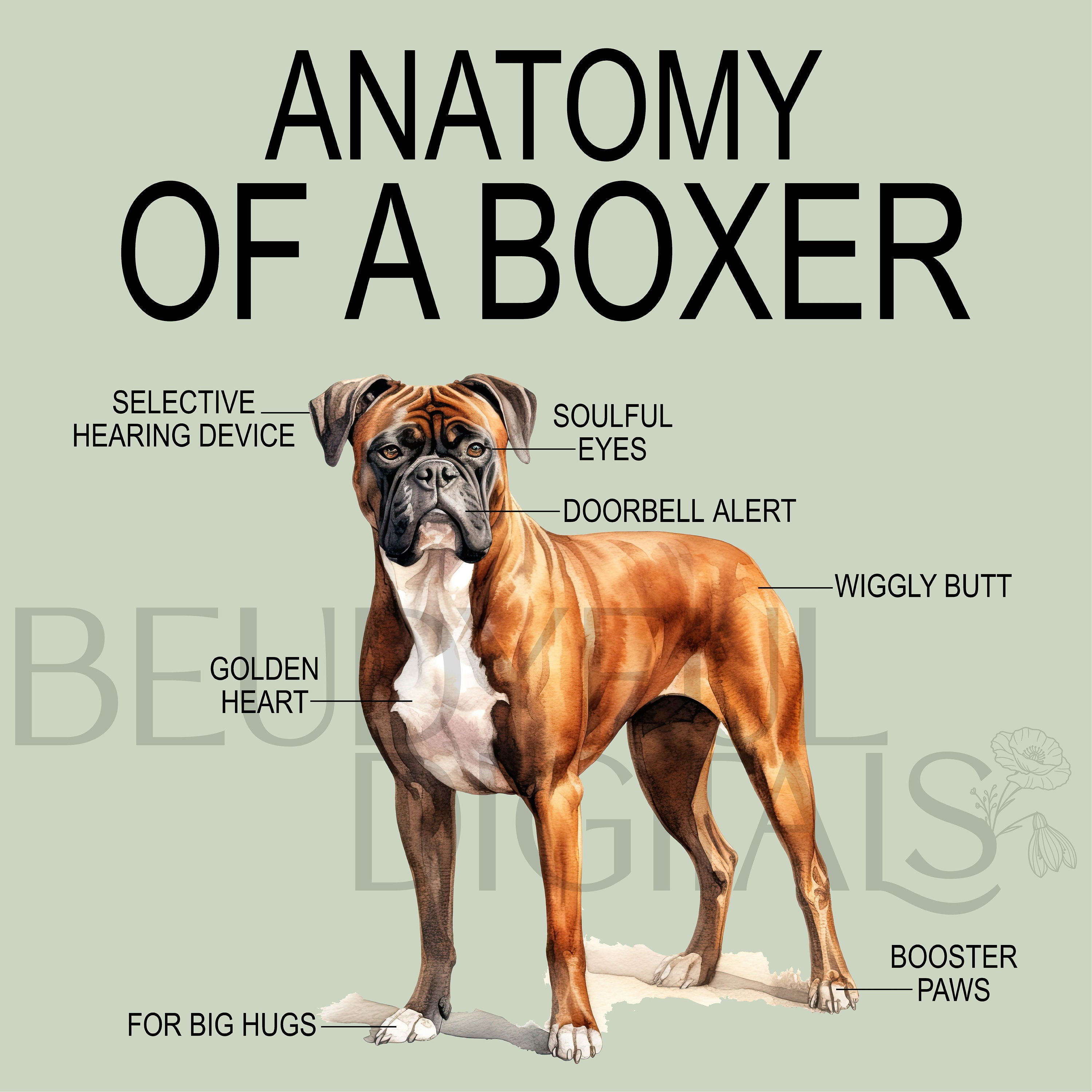 Anatomy of a Boxer Dog PNG, Cute Boxer Dog, Boxer PNG, Dog PNG, Dog ...