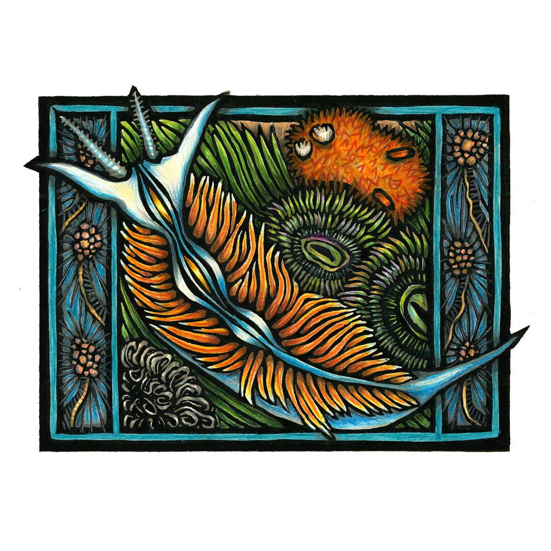Opalescent Nudibranch and Friends Limited Edition Fine Art Print - Etsy