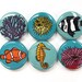 Coral Reef Fish Magnet or Pinback Button Set - Clownfish, Damselfish ...