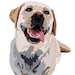 Yellow Lab Fabric Collage Pattern - Etsy
