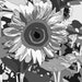 Sunflower Scene Fabric Collage Pattern - Etsy