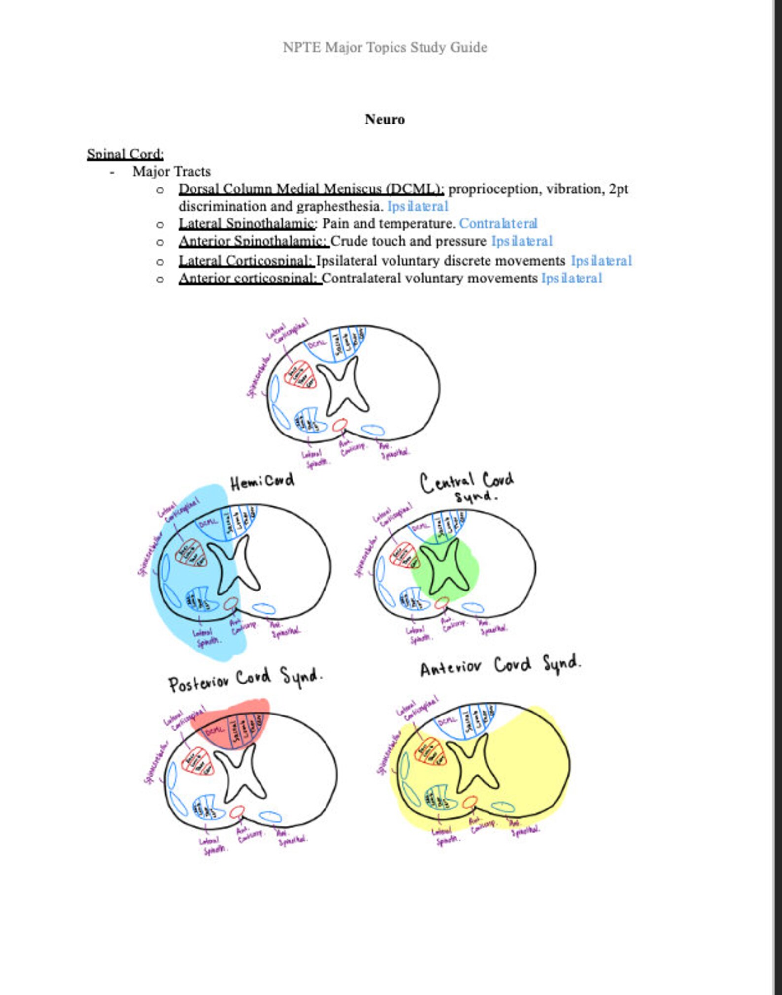 NTPE Physical Therapy Study Guide - Etsy