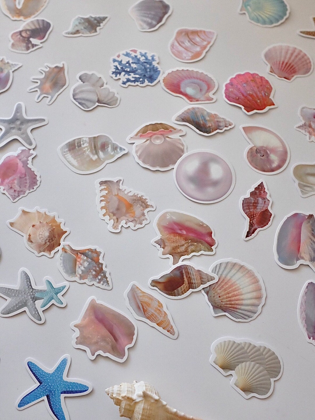 SCALLOP SHELL STICKER 50pcs, 2x2 Inches - Etsy