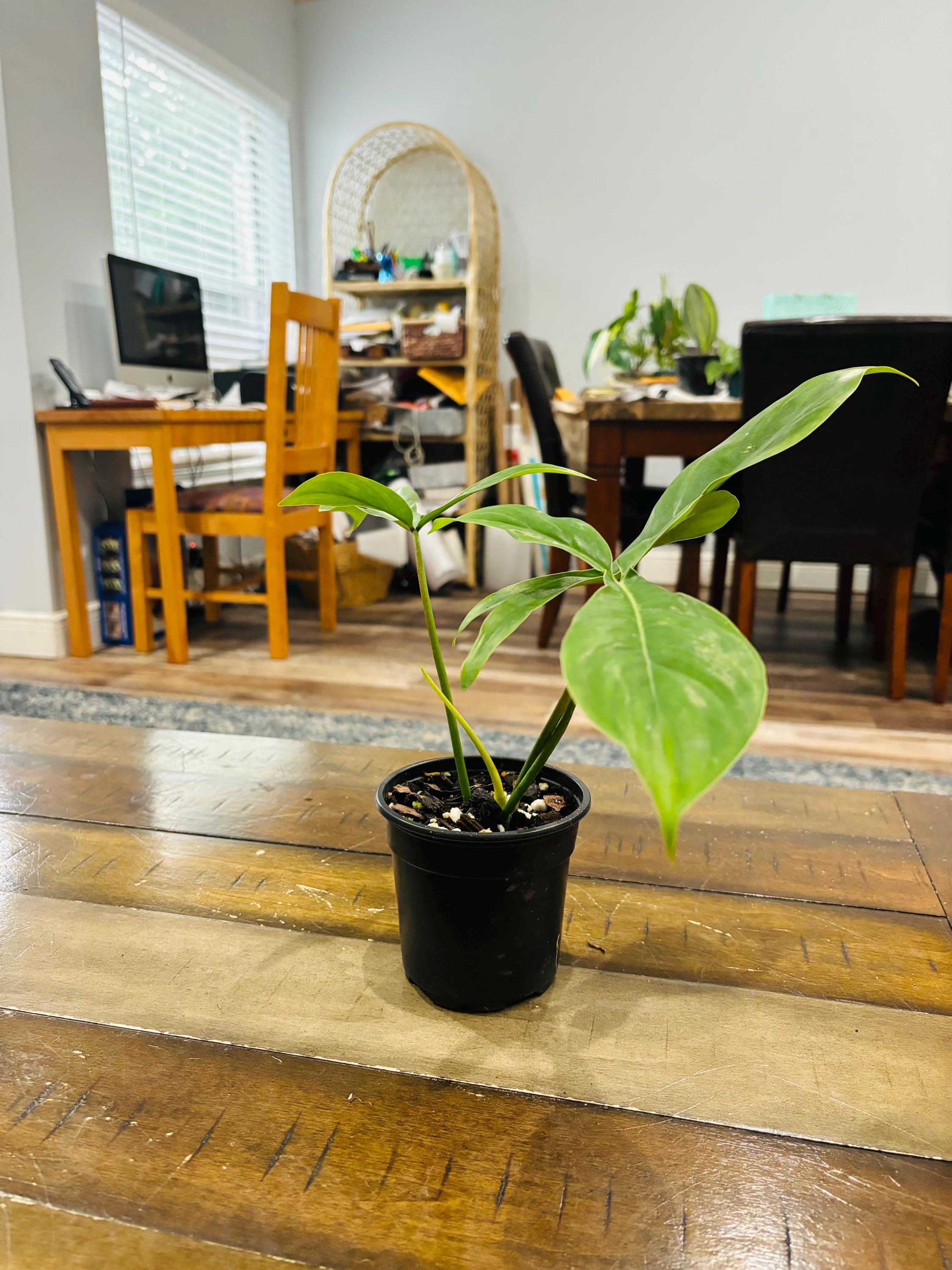 Philodendron 69686 - Etsy