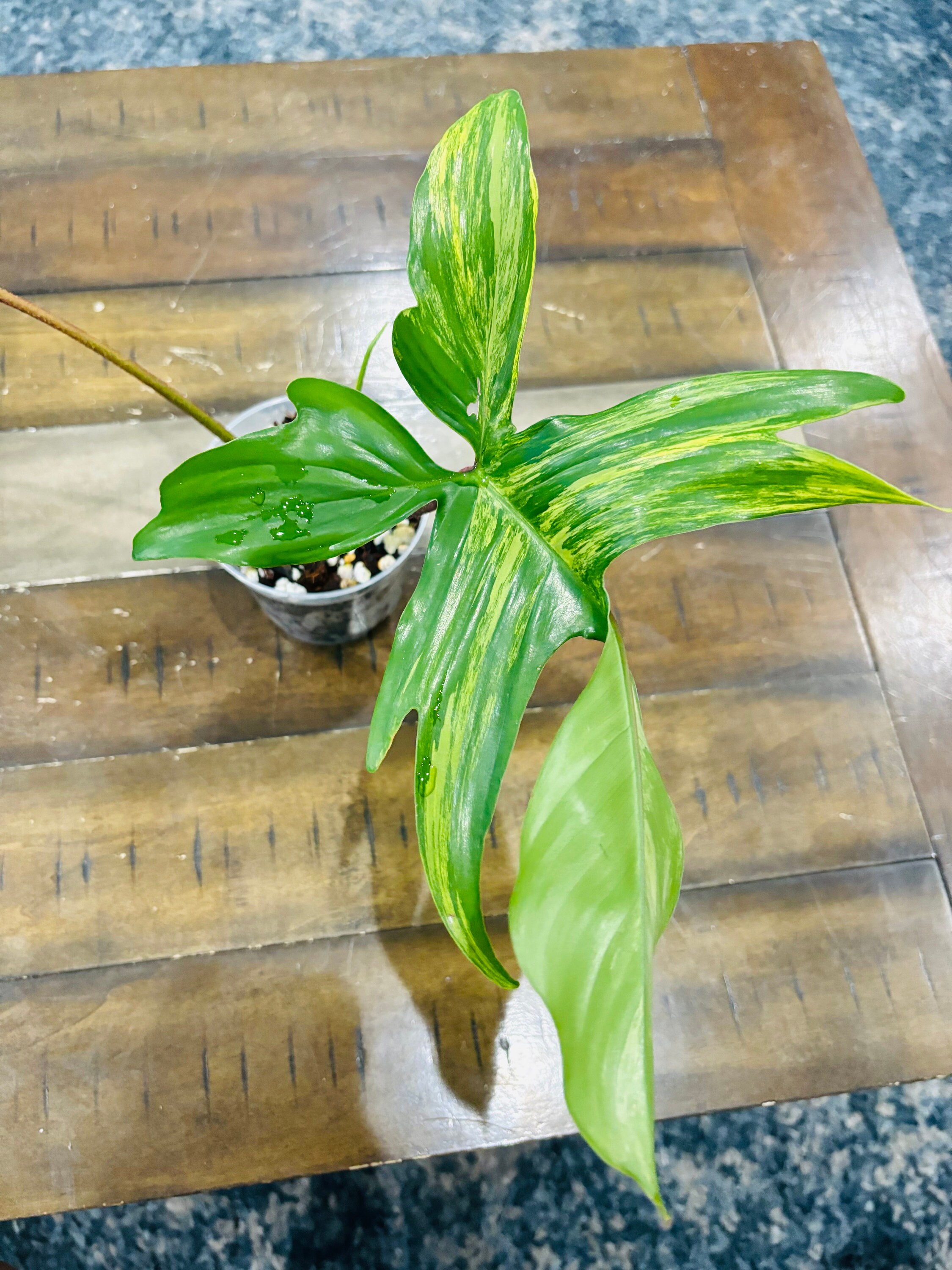Philodendron Florida Beauty Variegated Exact Plant - Etsy