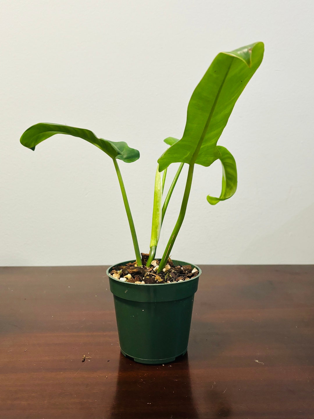 Philodendron Jerry Horne - Etsy