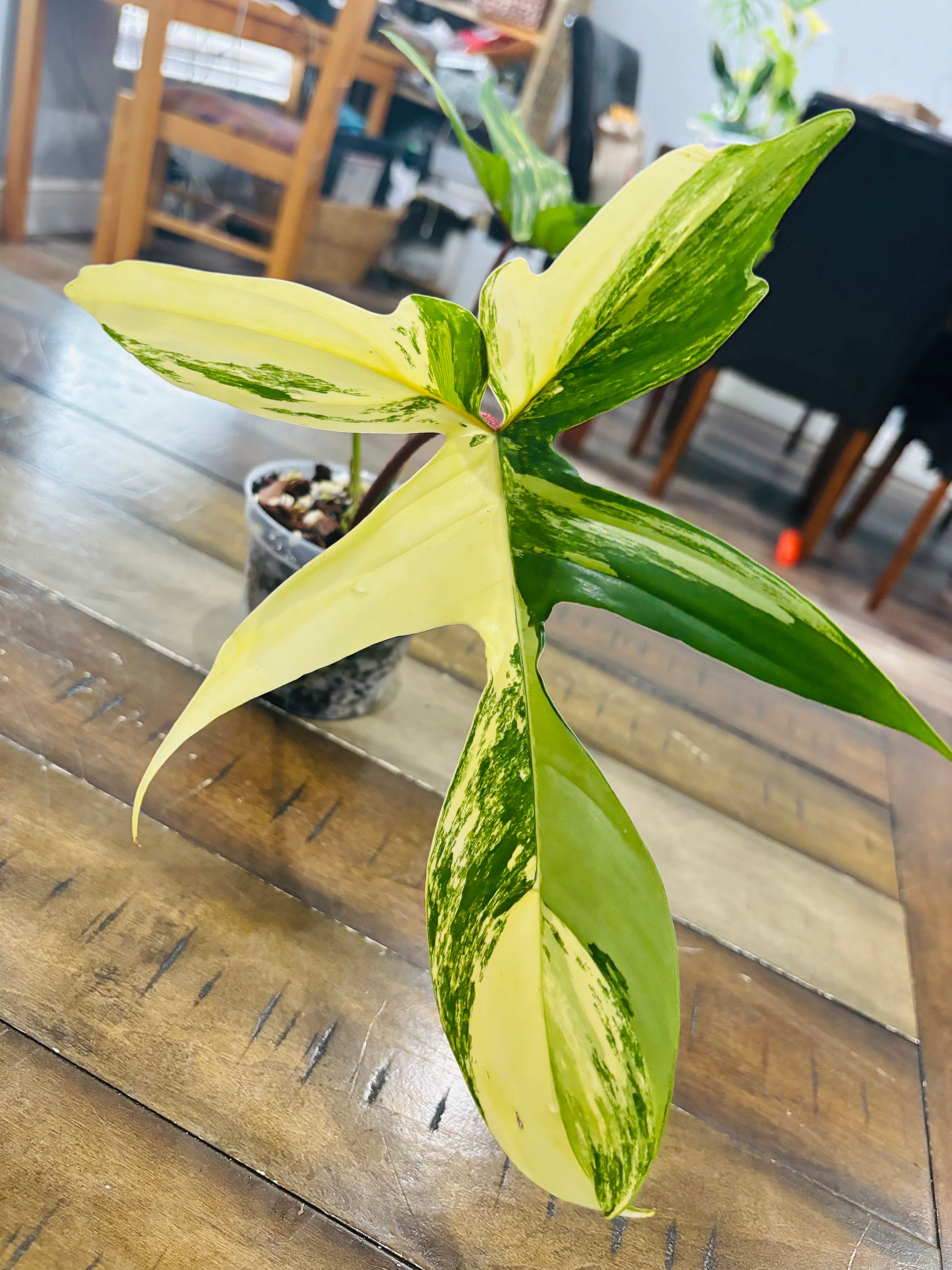 Philodendron Florida Beauty Variegated Exact Plant - Etsy