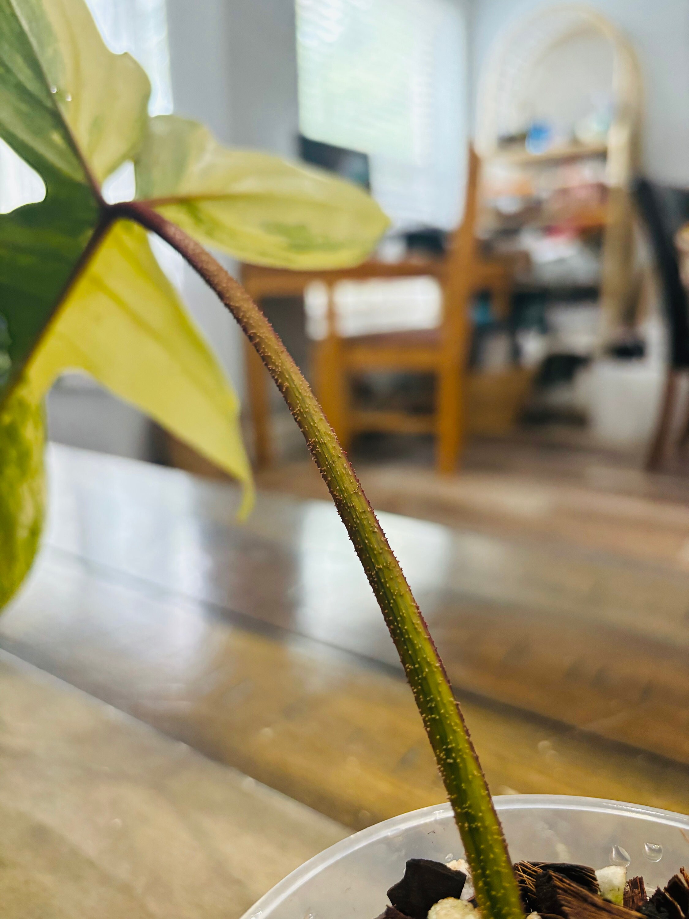 Philodendron Florida Beauty Variegated Exact Plant - Etsy
