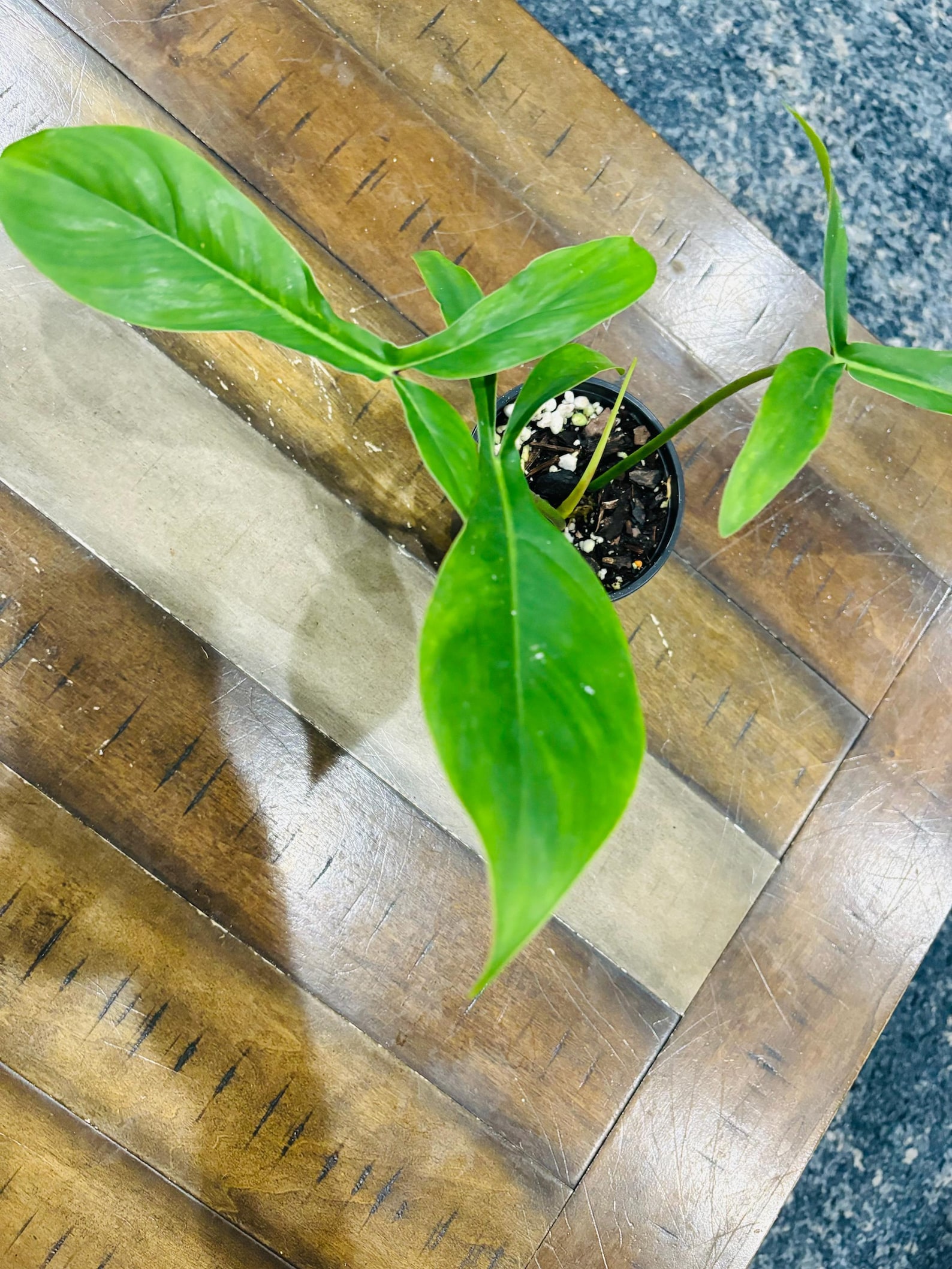 Philodendron 69686 - Etsy