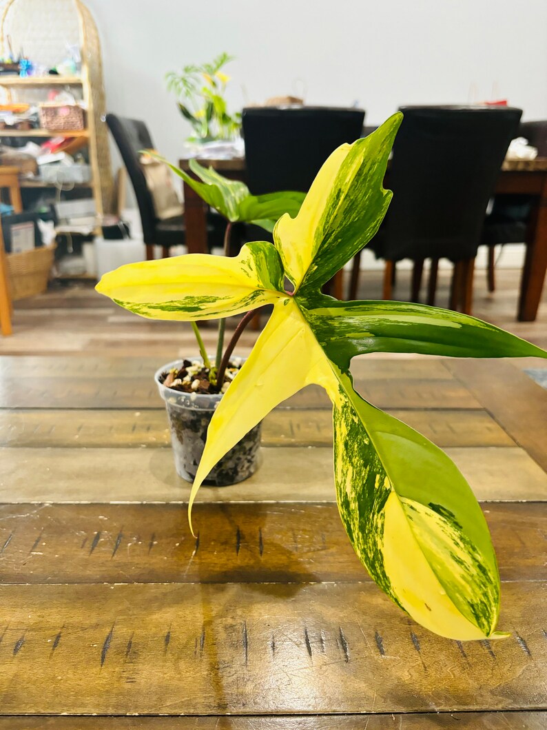 Philodendron Florida Beauty Variegated Exact Plant - Etsy