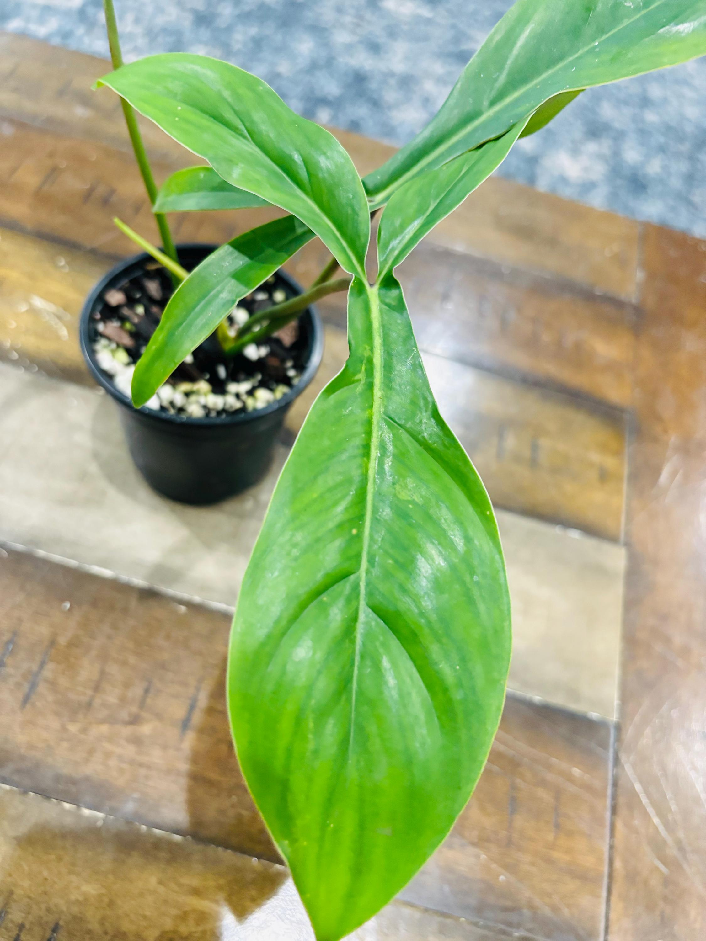 Philodendron 69686 - Etsy