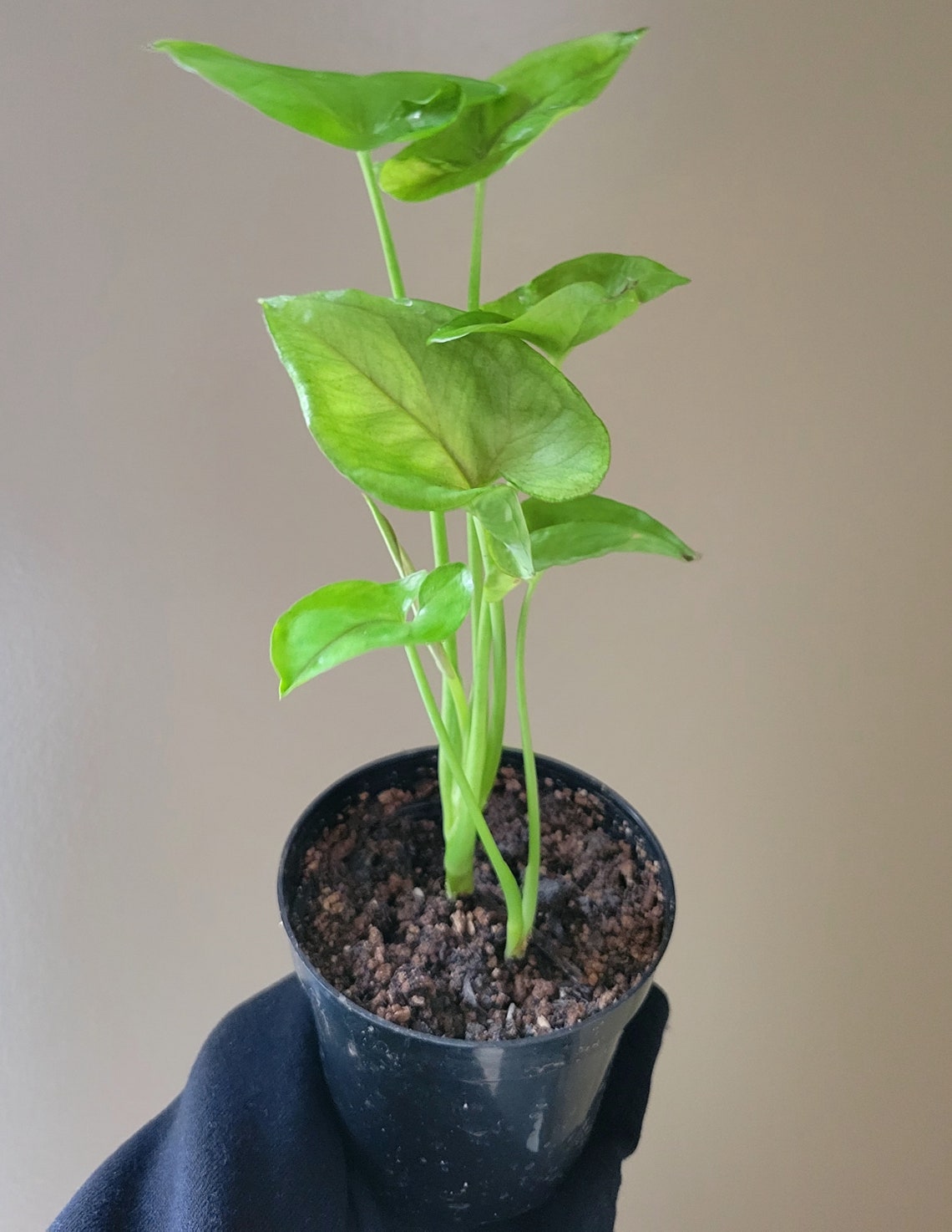 Green Arrowhead Plant - Etsy