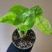 Green Arrowhead Plant - Etsy