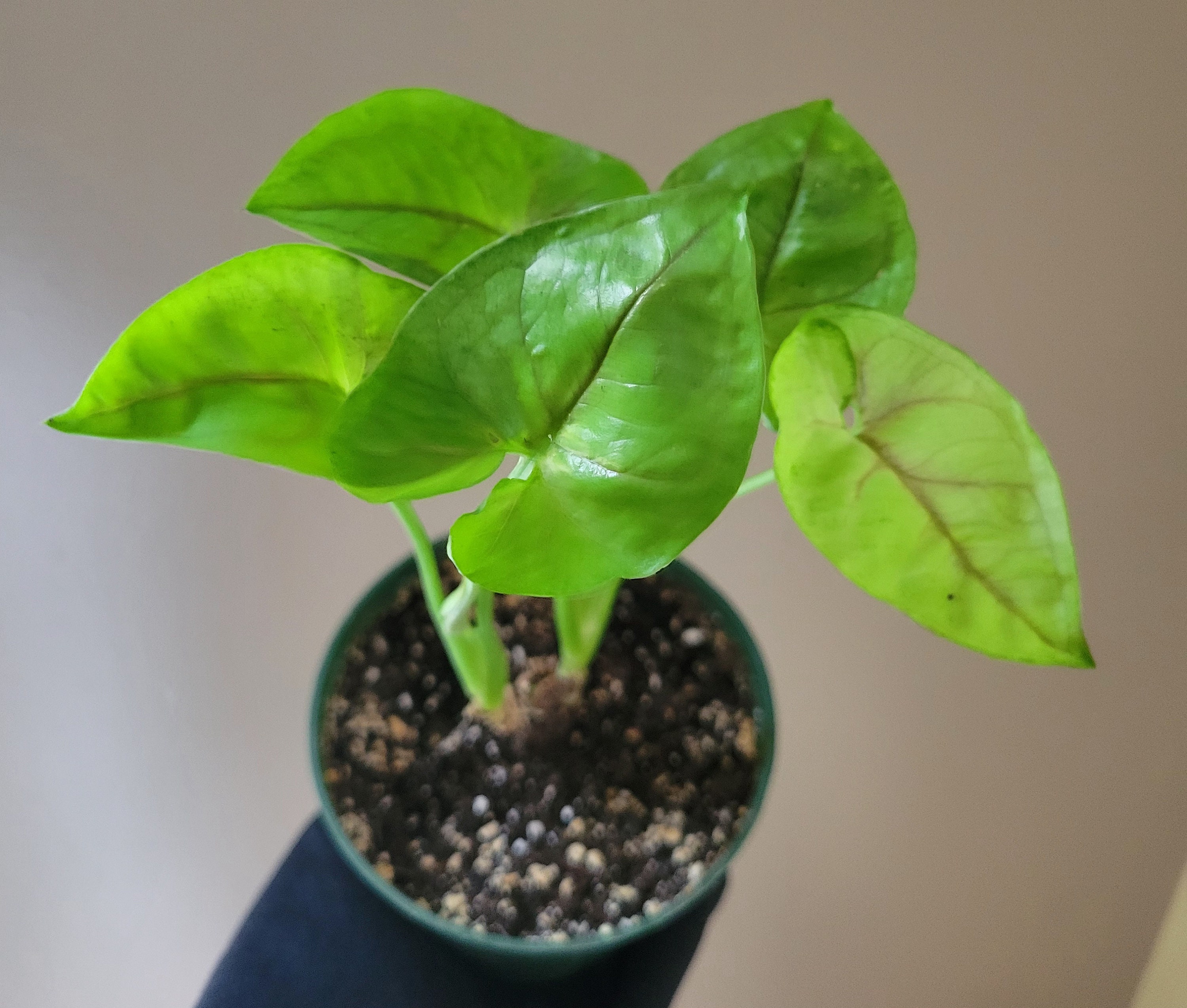 Green Arrowhead Plant - Etsy
