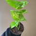 Green Arrowhead Plant - Etsy