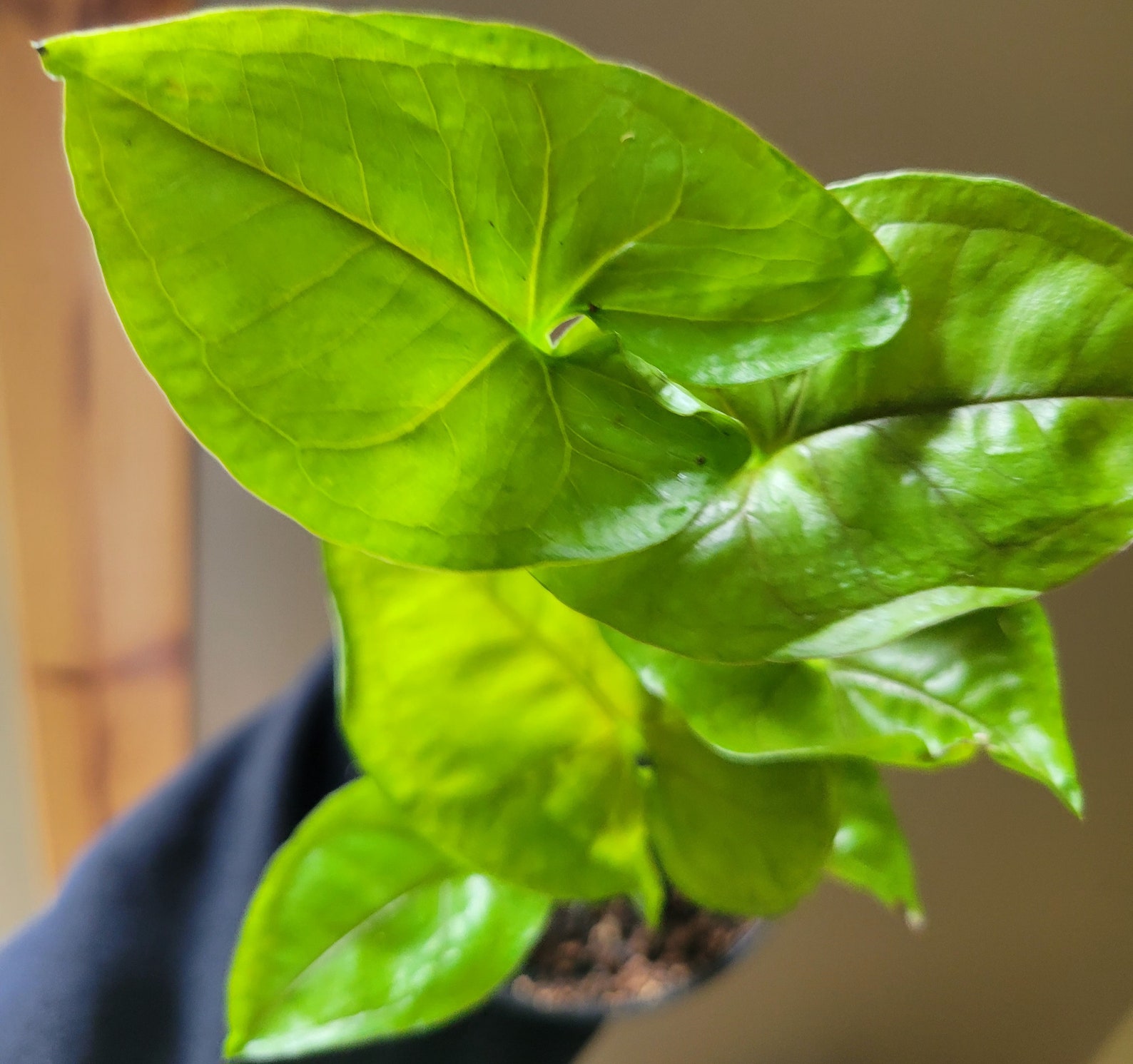 Green Arrowhead Plant - Etsy