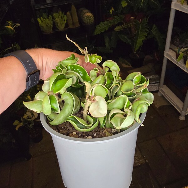 Variegated Hindu Rope Hoya - Etsy