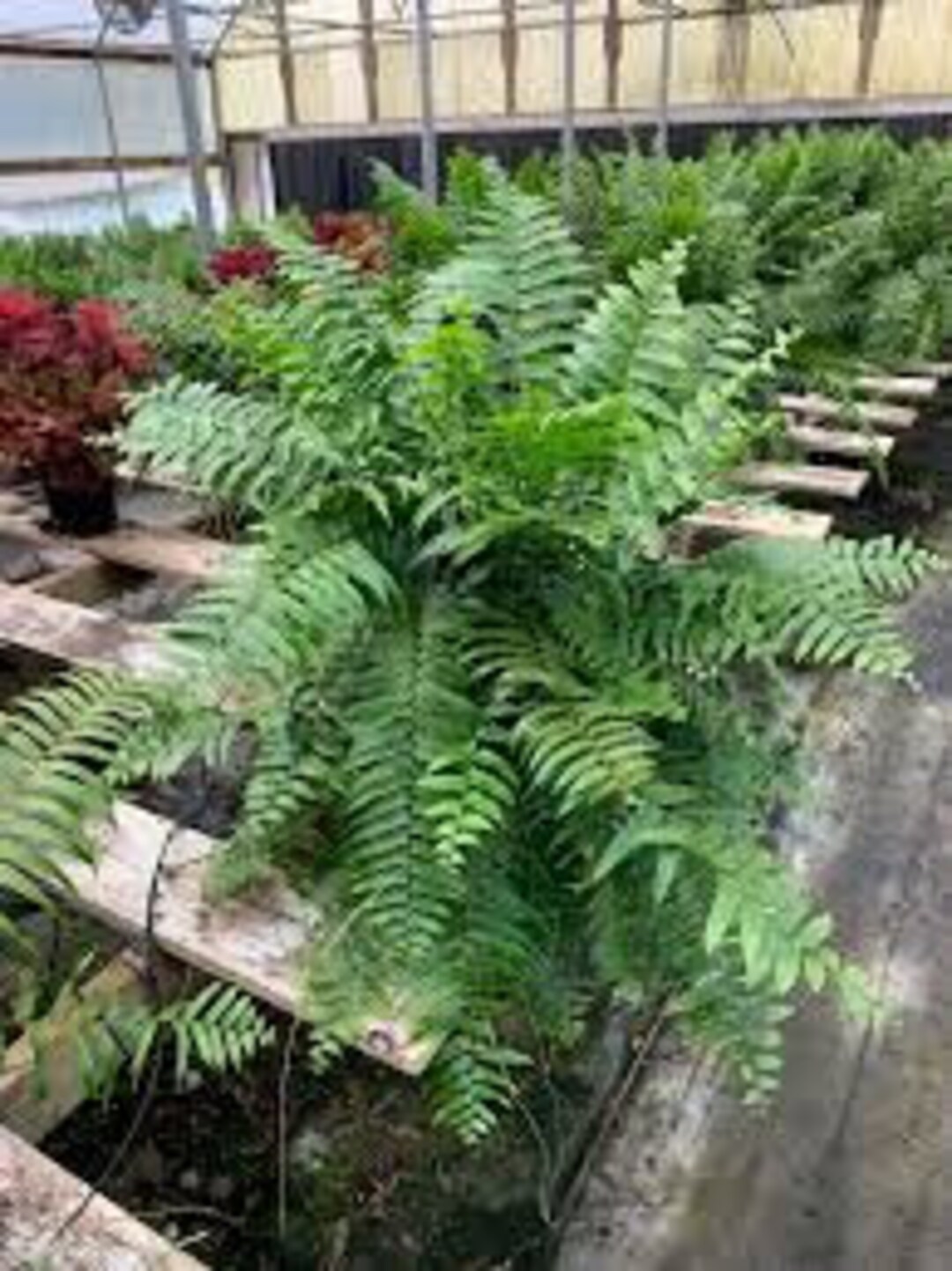 10 Macho Fern Broad Sword Fern Low Maintenance Houseplant Indoor Plant ...