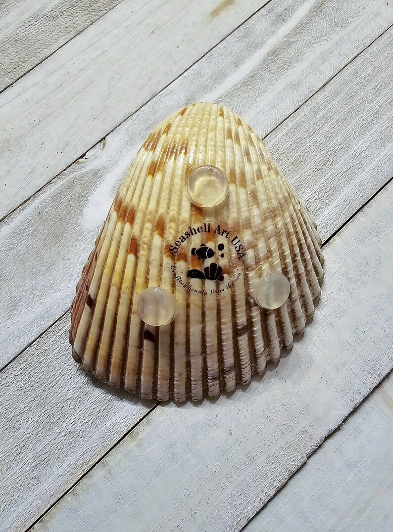 Decoupage Shells, Cat, Kittens, Pets, Nature, Birthday Gifts, Coastal ...