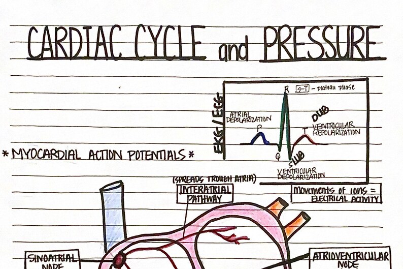 Nursing: Cardiac Cycle and Pressure - Etsy