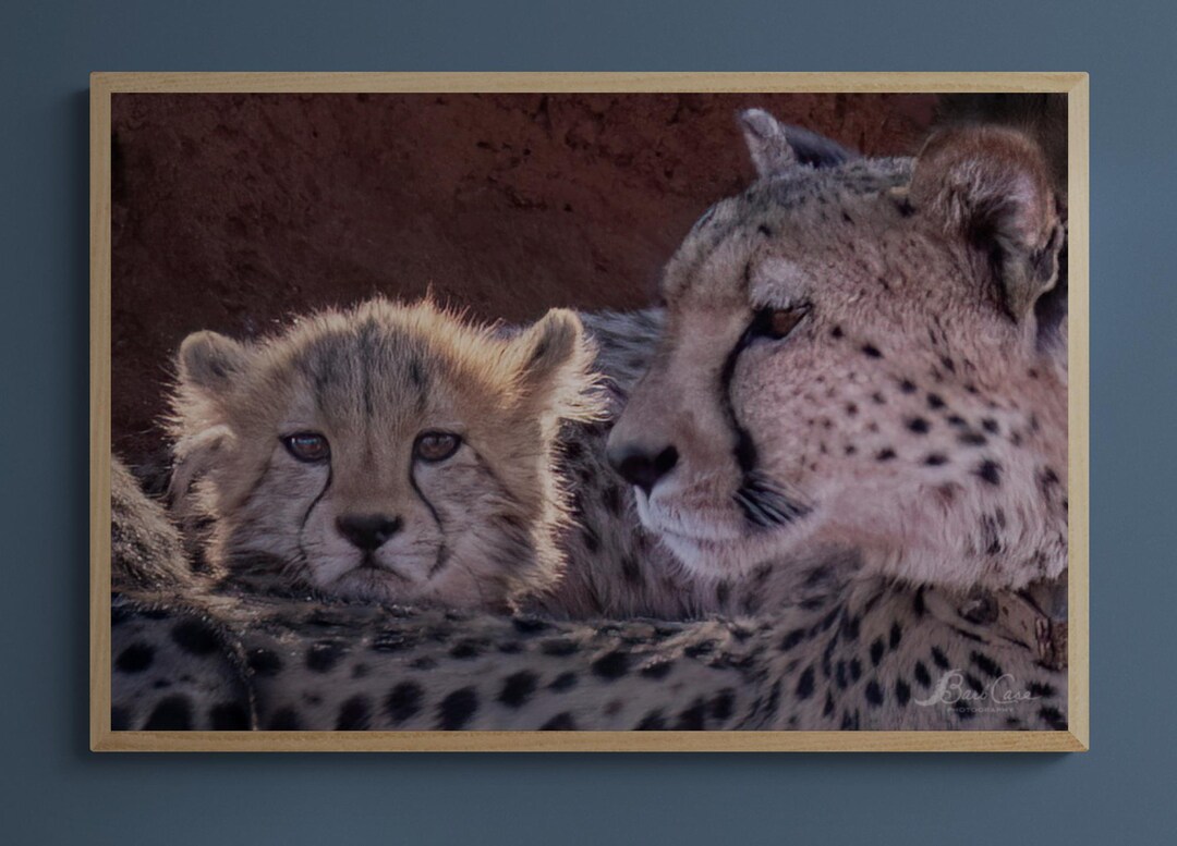 Sweet Cheetah in South Africa by Barb Case - Limited Edition - Etsy